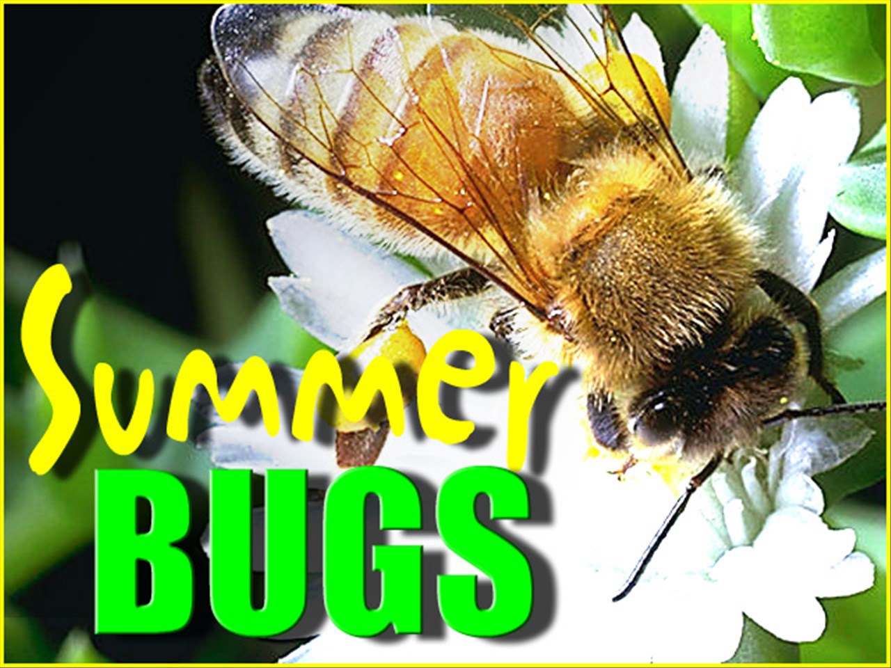 Summer brings lubbers that bug Georgians, crawl across lawns - 41NBC ...