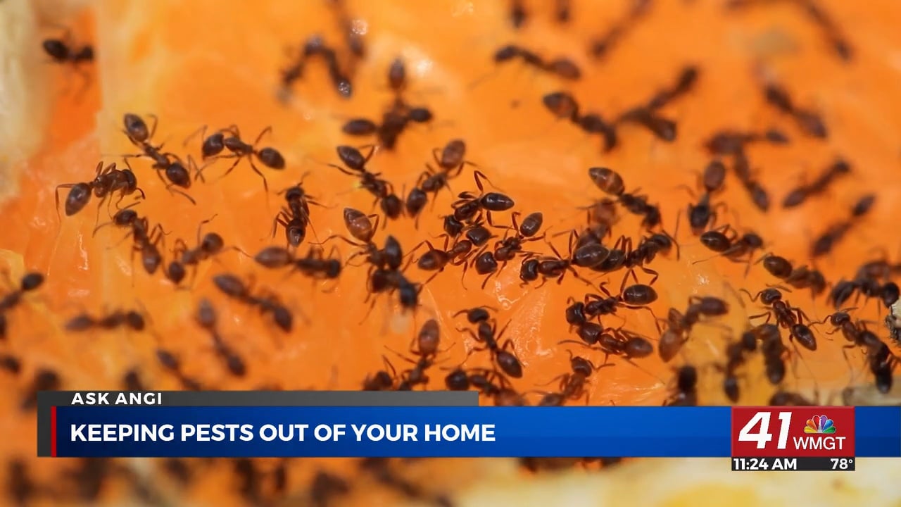 Ask Angi: How to keep pests out of your home - 41NBC News | WMGT-DT