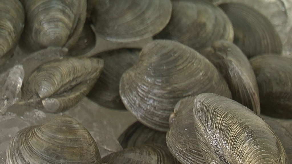 Rhode Island Shellfish Management Plan in the works