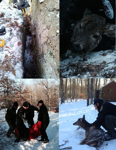 UPDATE: Deer euthanized after being stuck between two rocks