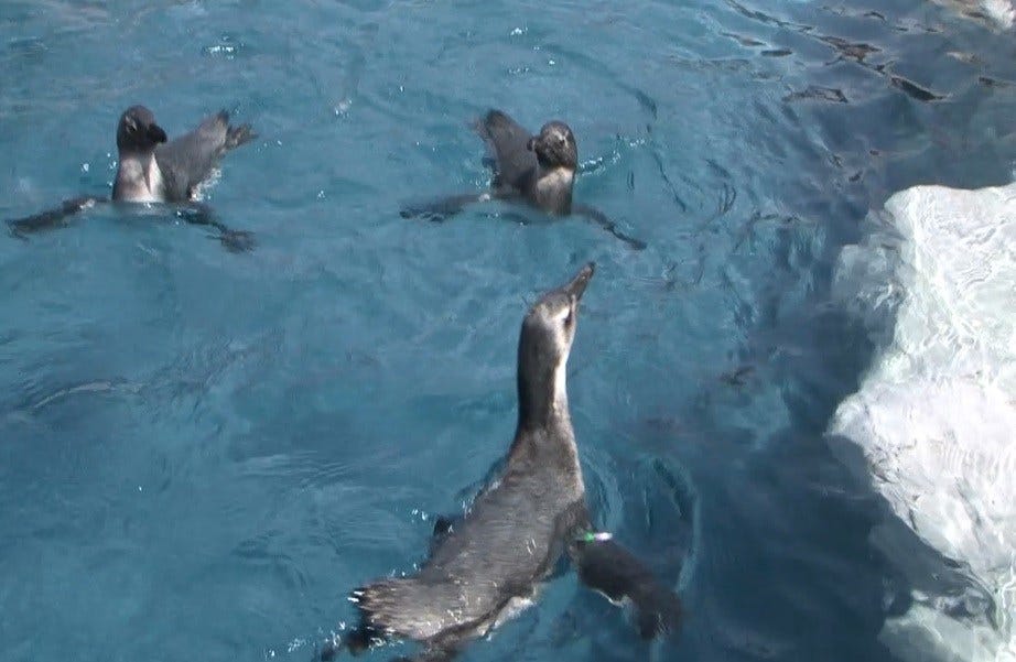 Three penguins make their first plunge