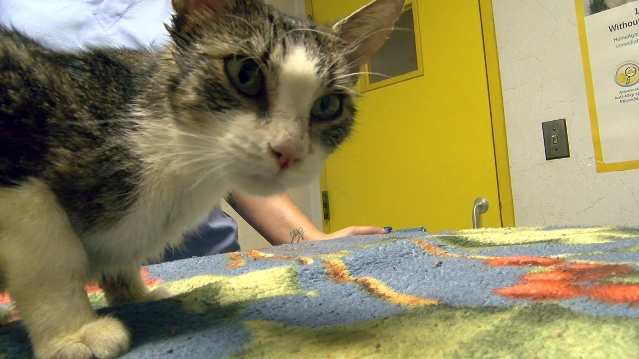 Police investigating two cases of cats mistreated and left to di