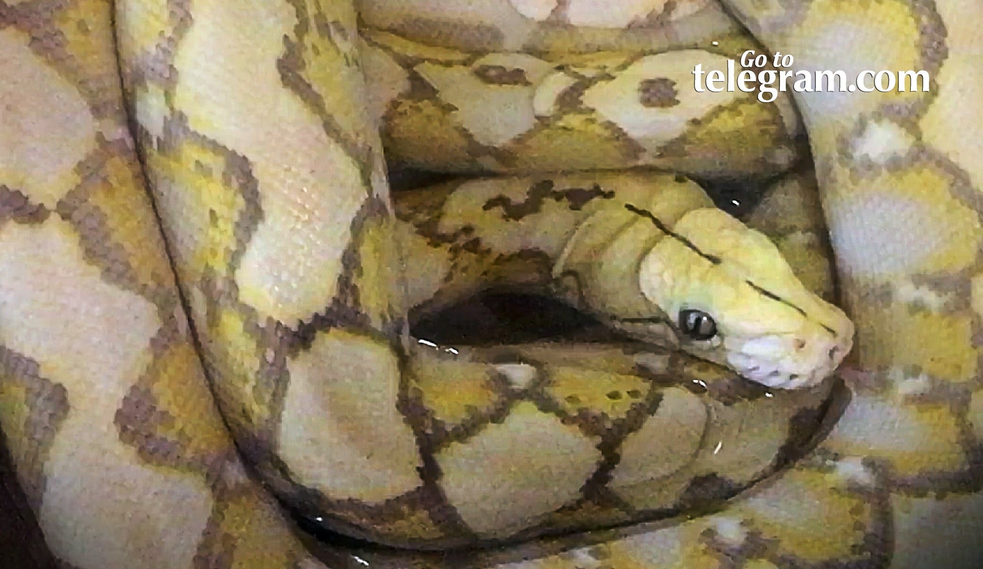 Ssscary! Cleaning staff finds python in hotel room drawer