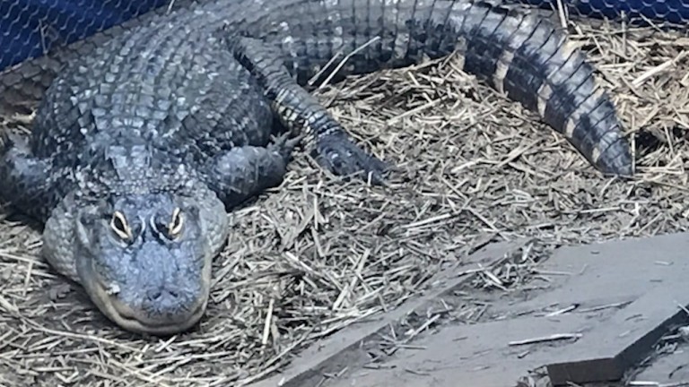 Large alligator found living in Westerly yard