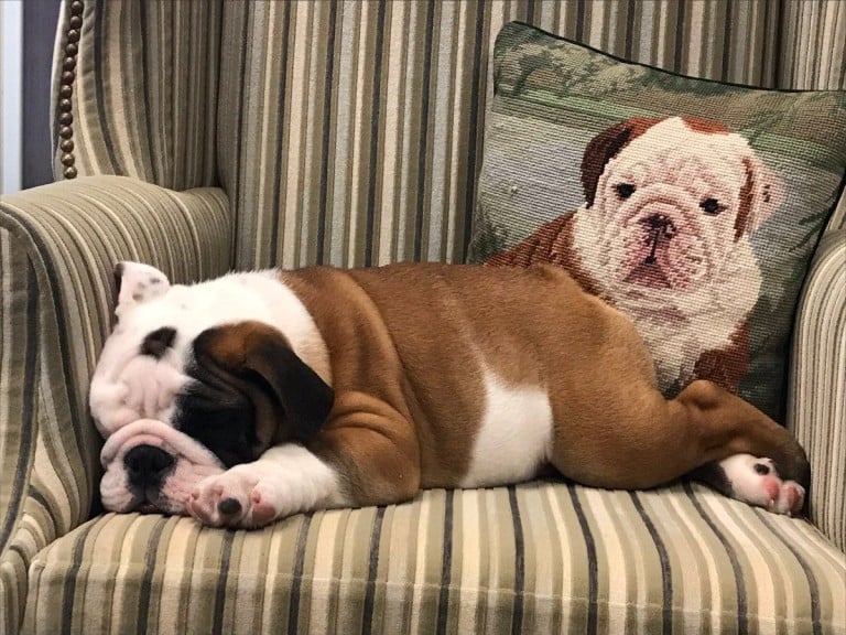 Bryant University says hello to new mascot Tupper II