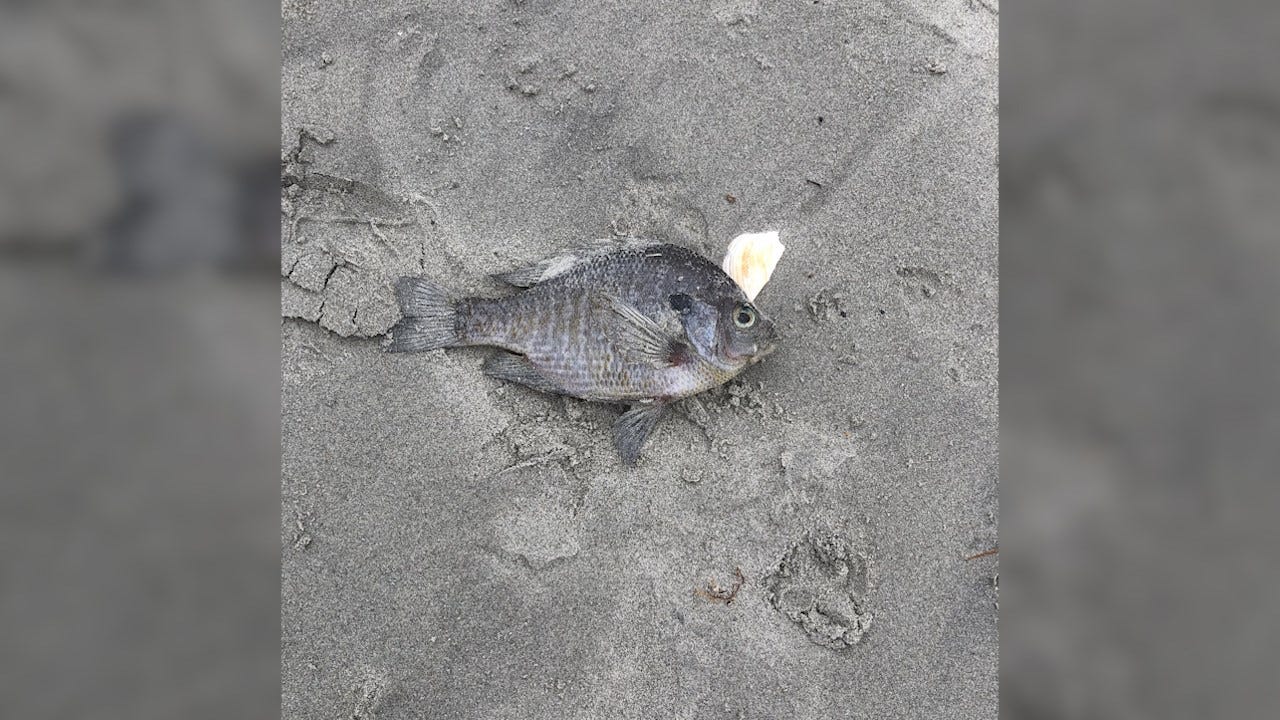 Hundreds of freshwater fish wash ashore on Easton's Beach in New