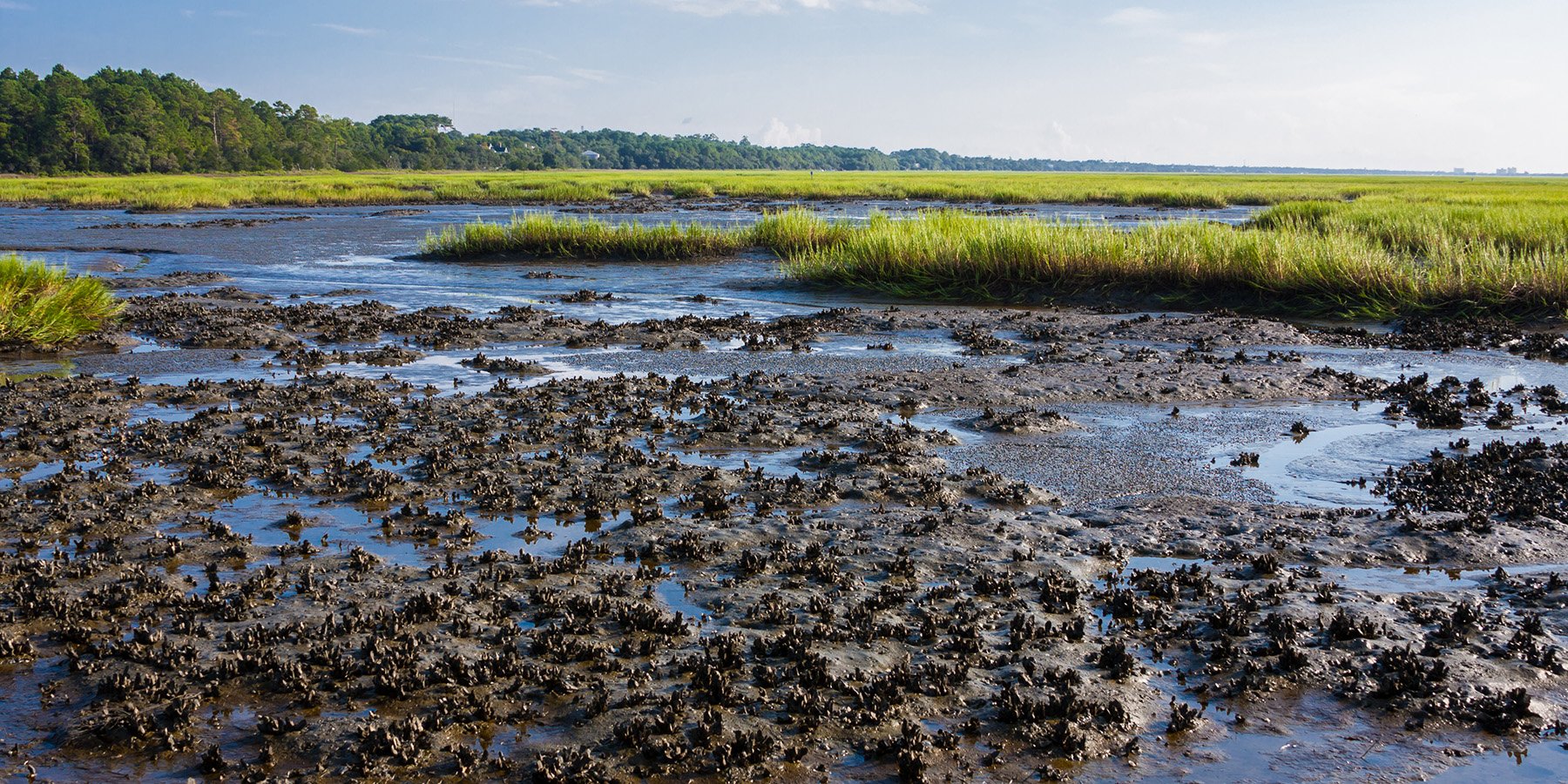 Some Rhode Island shellfishing areas closing for season | ABC6