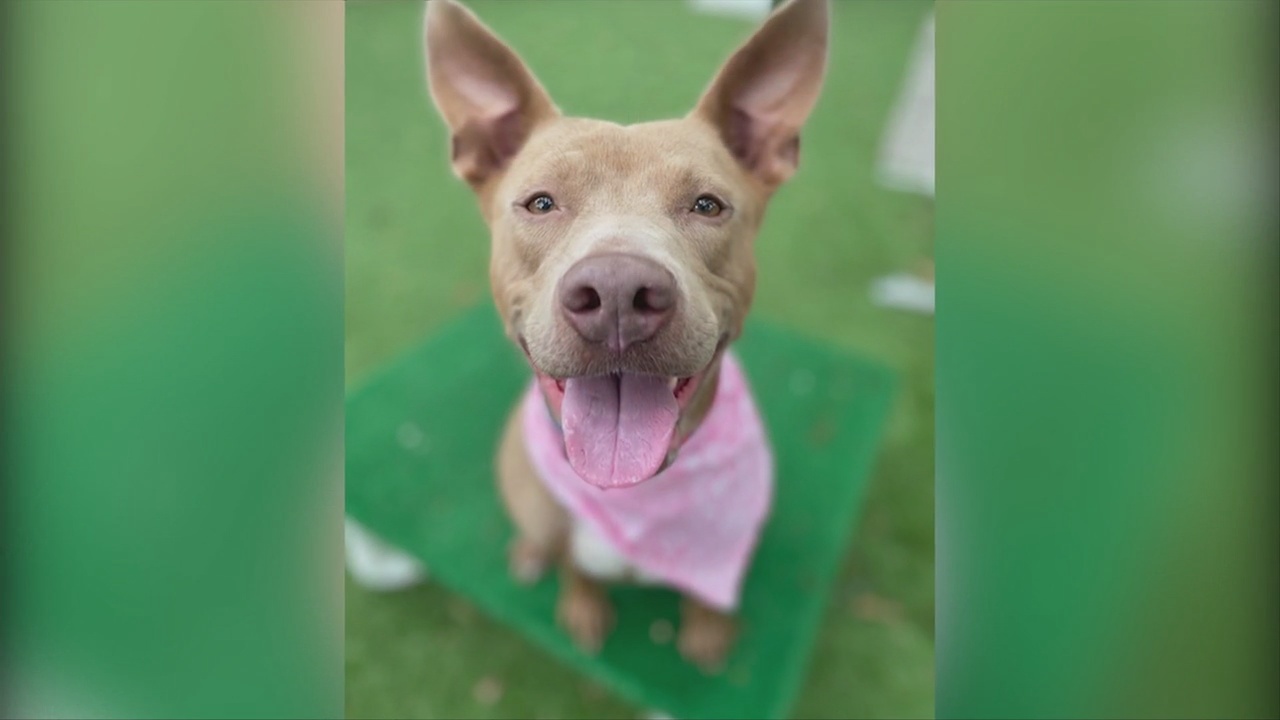 Pick of the Litter: Meet Maple! | ABC6