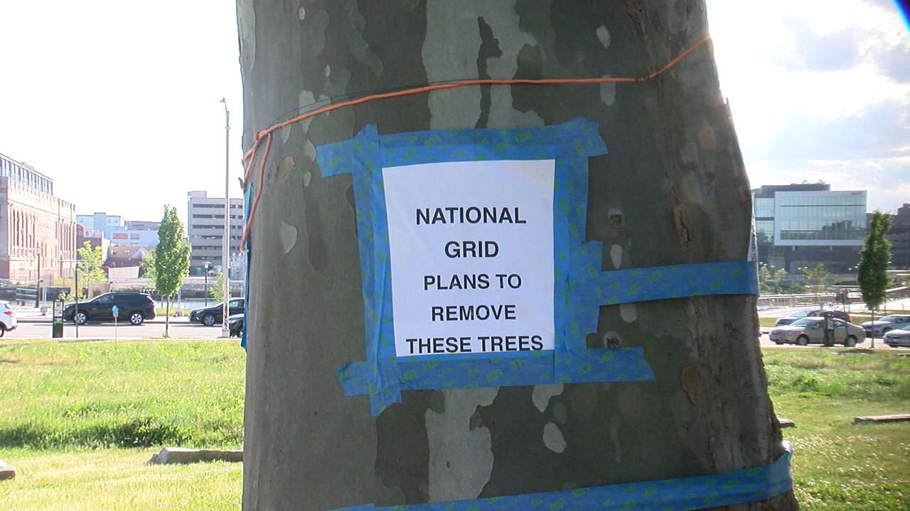 More than 300 people petition National Grid not to cut down trees in ...
