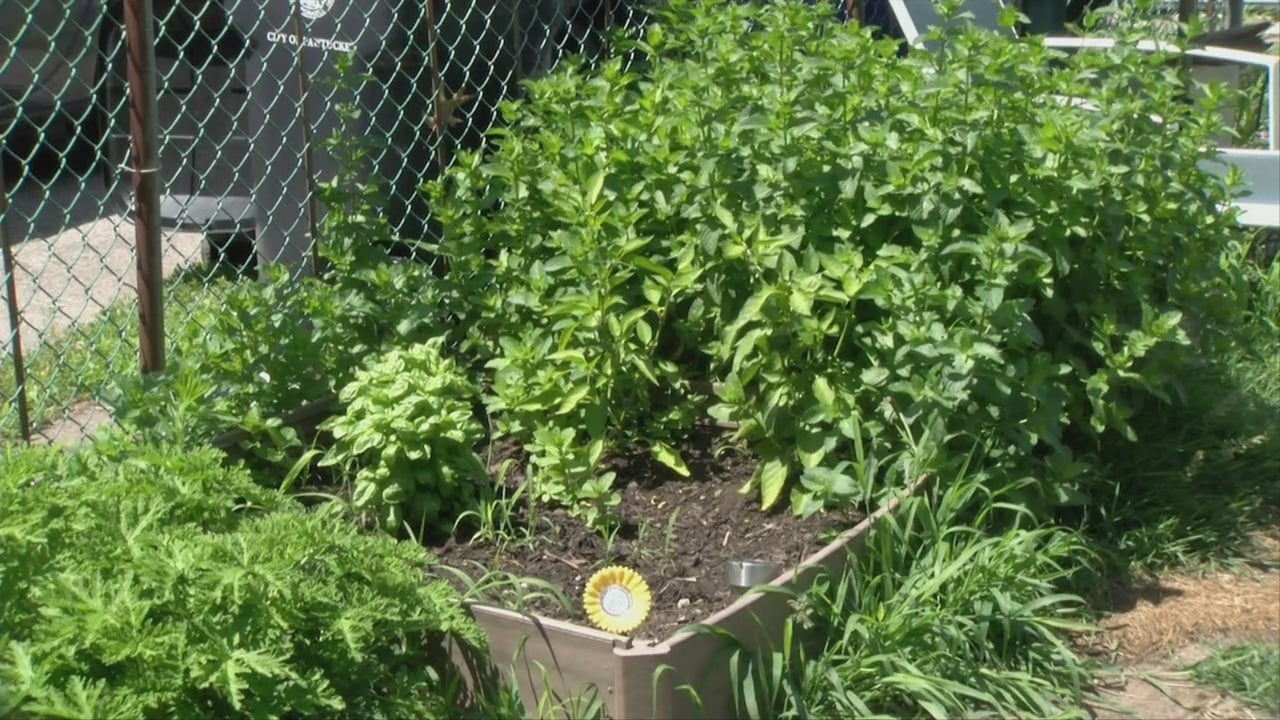 Plant thief in Pawtucket stealing plants from yards | ABC6