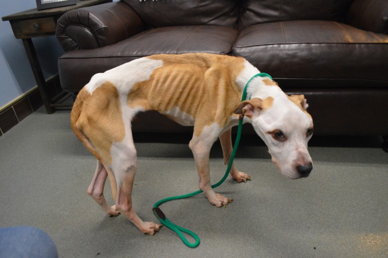 Two neglected dogs taken from Tiverton home | ABC6 Two neglected dogs taken from Tiverton home | ABC6
