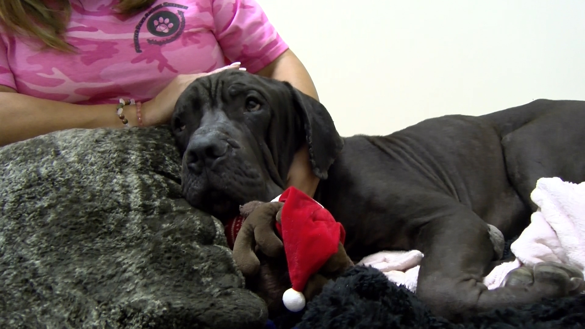 Dog dumped on Fall River beach in need of forever home to live out ...