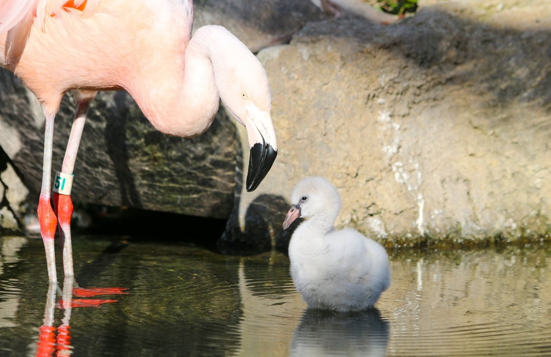 Baby Flamingo at Roger Williams Park Zoo takes first swim | ABC6