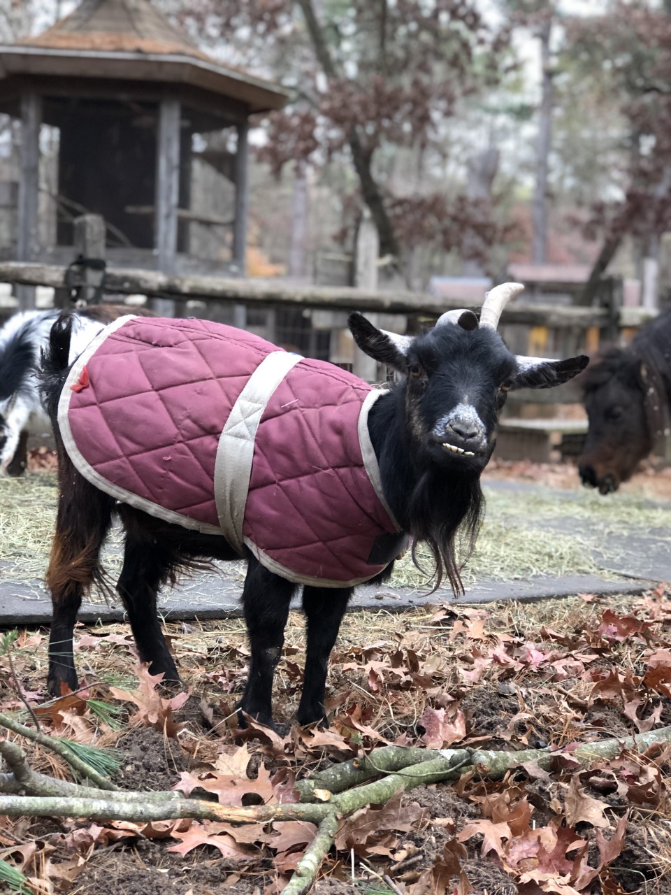 Animal sanctuary searching for missing goat, reward offered | ABC6