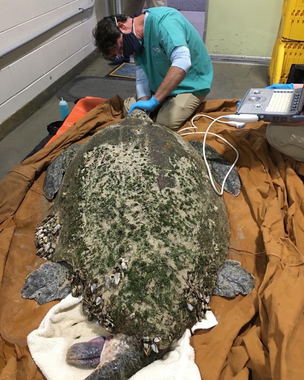 350 pound sea turtle rescued on a Cape Cod beach | ABC6