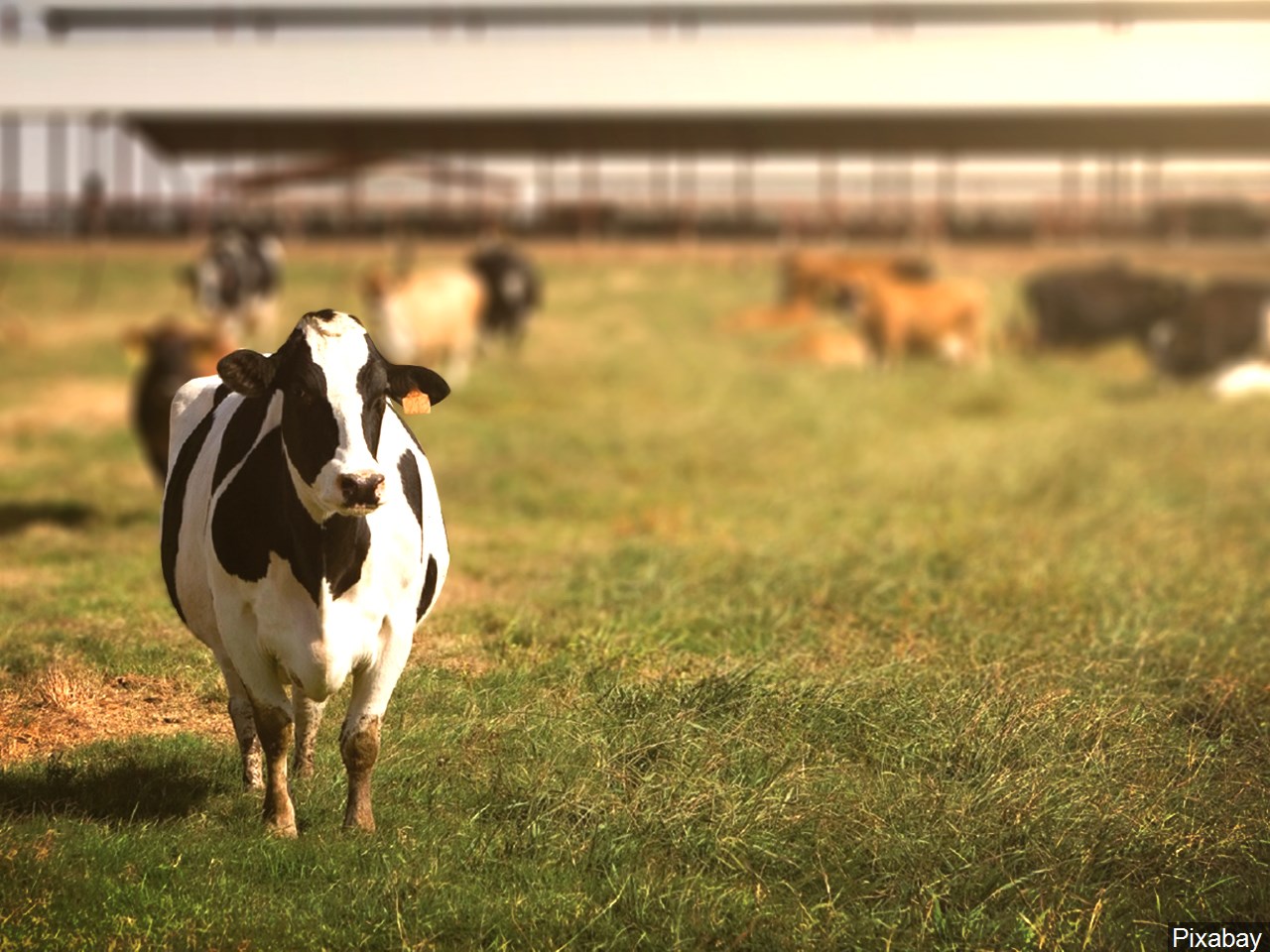 No bull: Scientists potty train cows to use ‘MooLoo’ | ABC6