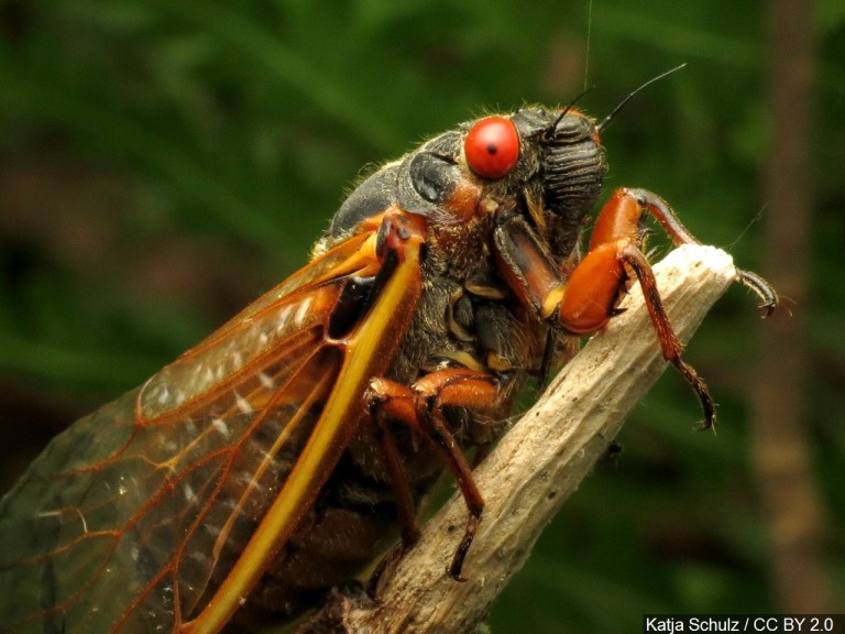 Cicadas were flying; for hours, Biden’s press plane was not | ABC6
