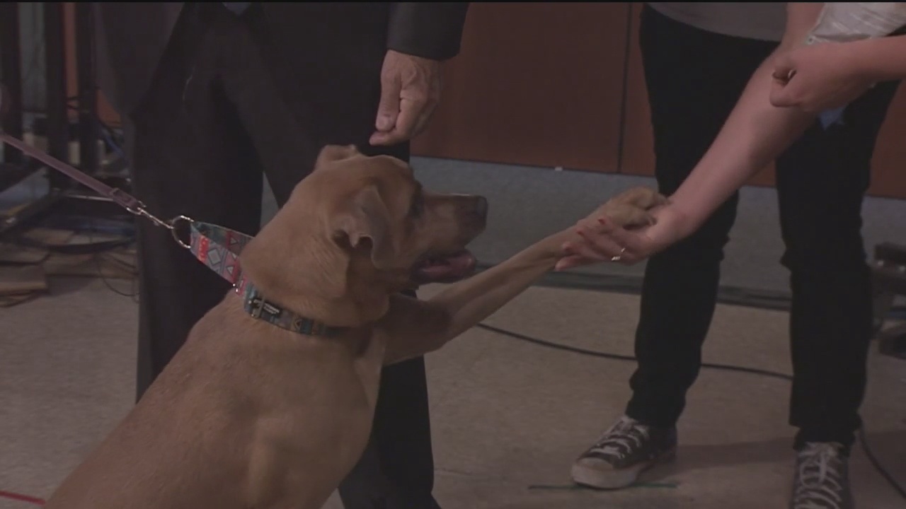 Pick of the Litter: Meet Tuff! | ABC6