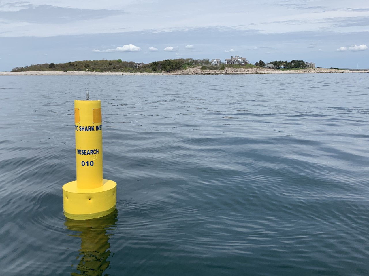 Four great white sharks detected off Block Island | ABC6