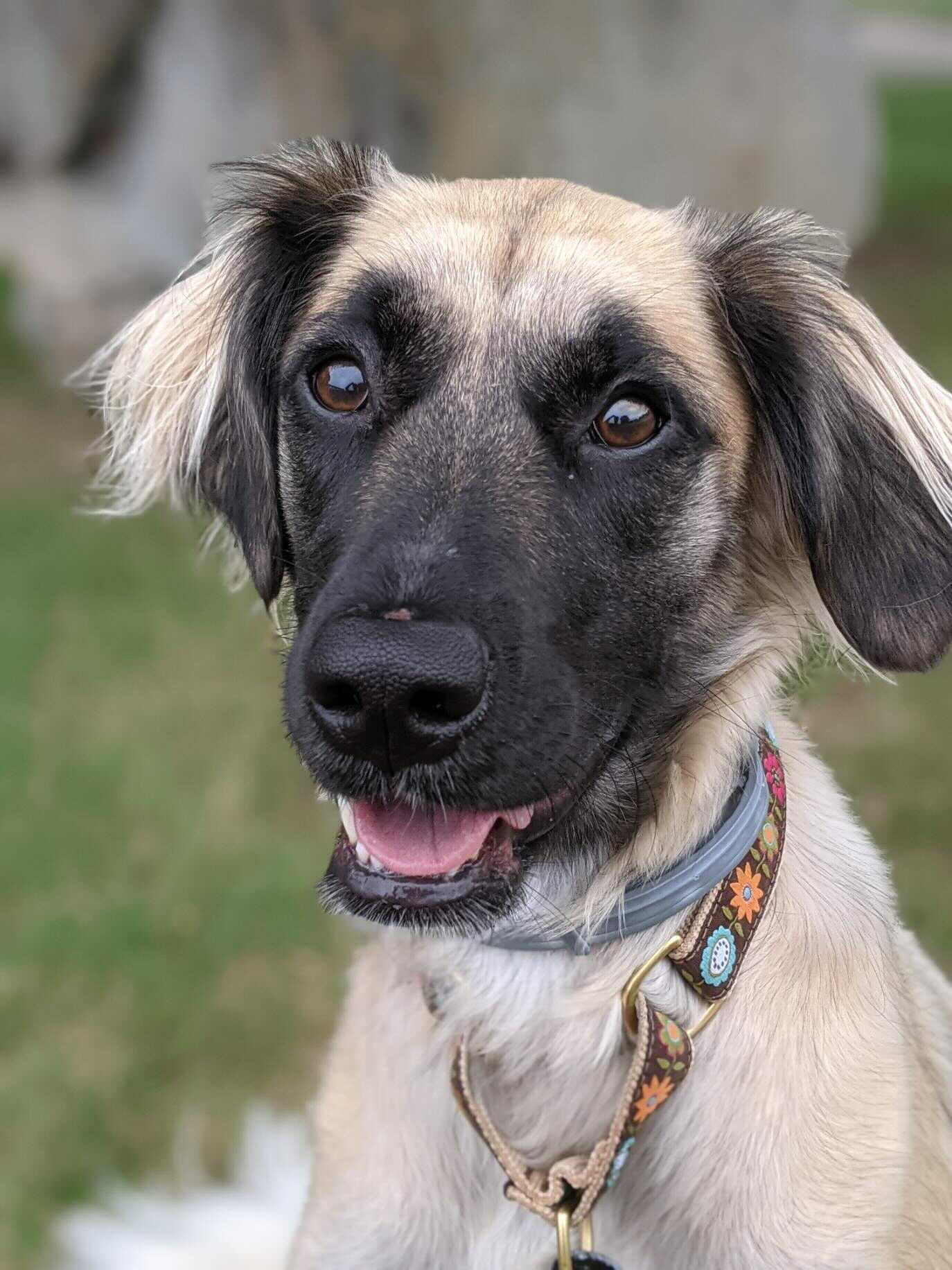 Pick of the Litter: Meet Rio! | ABC6