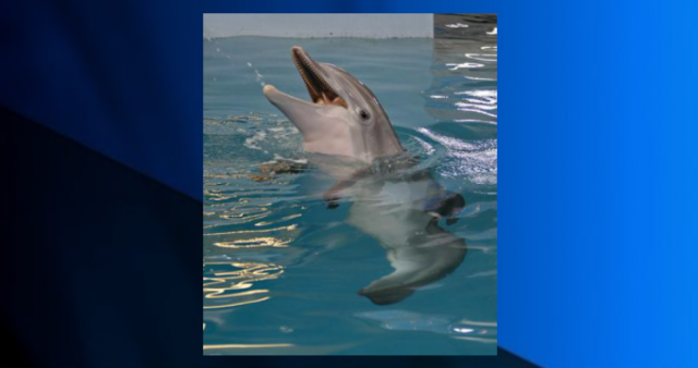 Beloved ‘Dolphin Tale’ star Winter dies at Florida aquarium | ABC6