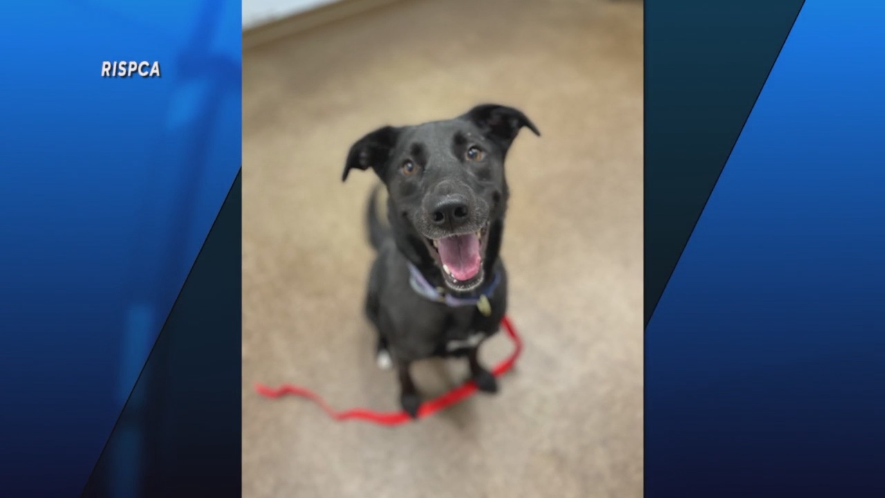 Pick of the Litter: Meet Carmen | ABC6