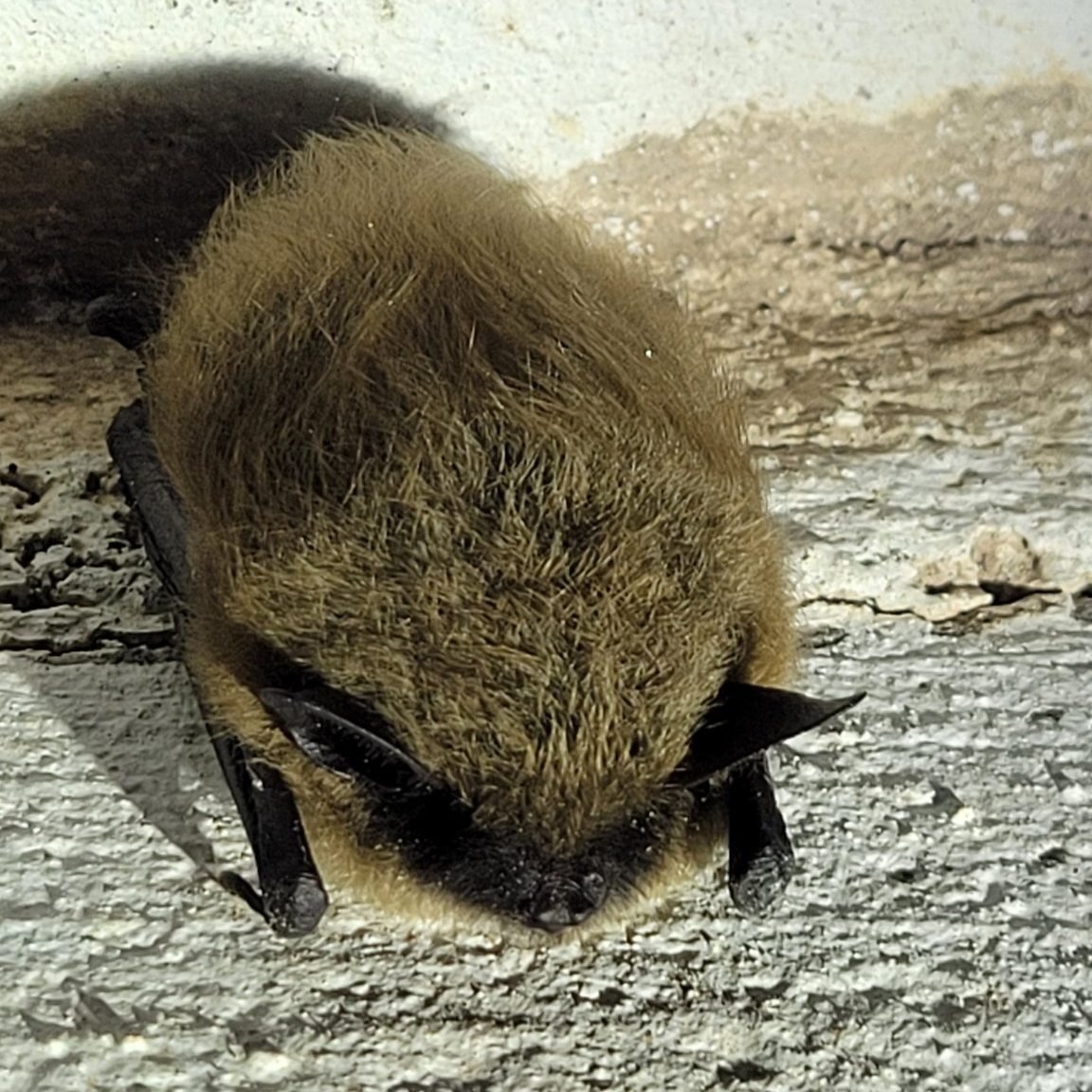 Eastern small-footed bat found in Rhode Island | ABC6