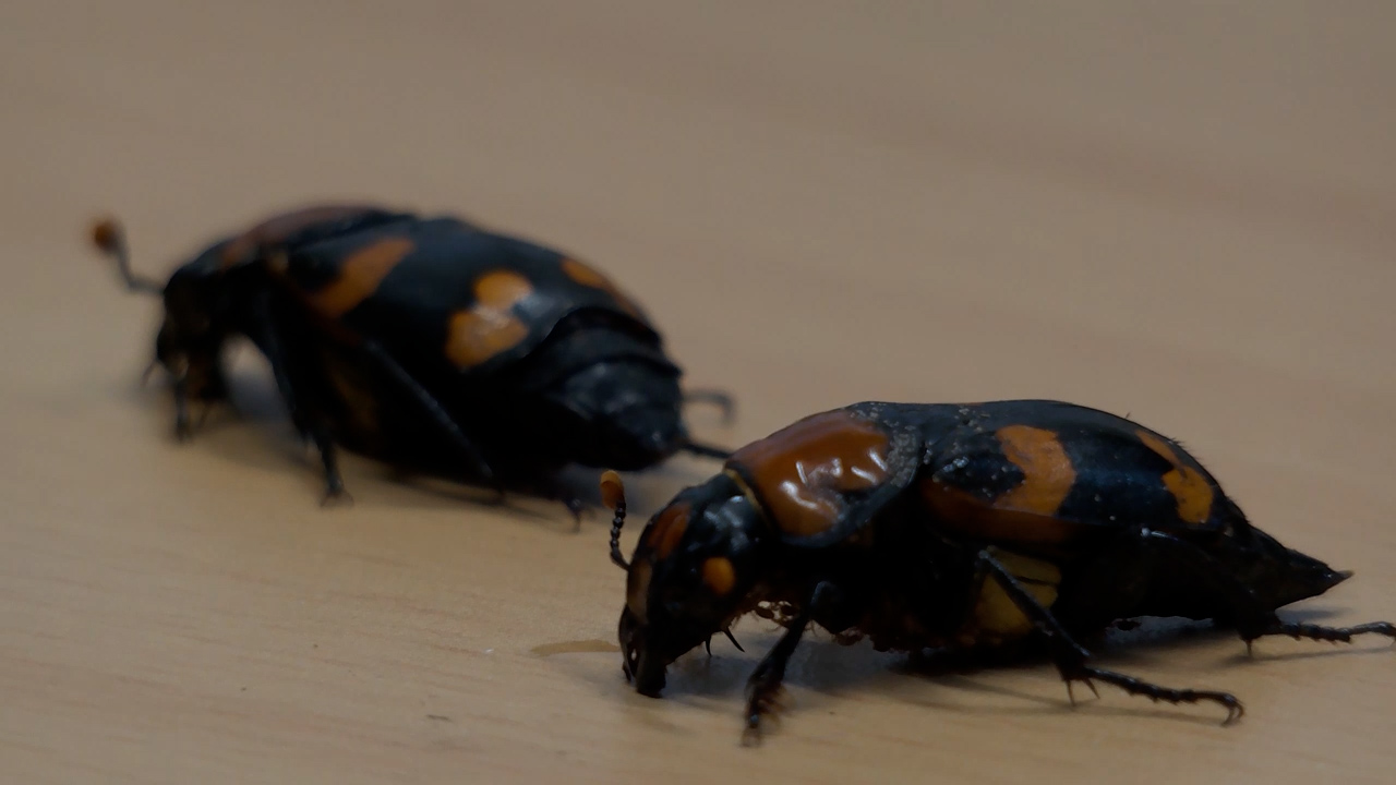 Scientifically Speaking: American burying beetle | ABC6