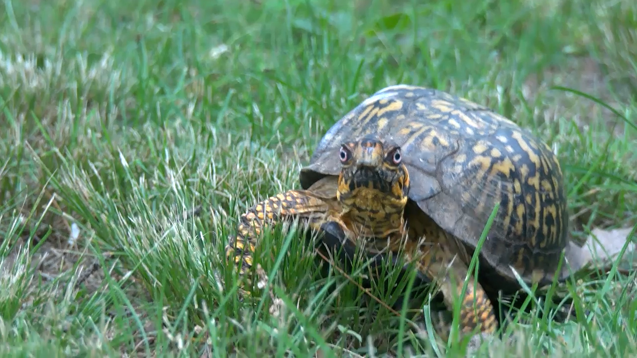 Eastern Box Turtle | ABC6