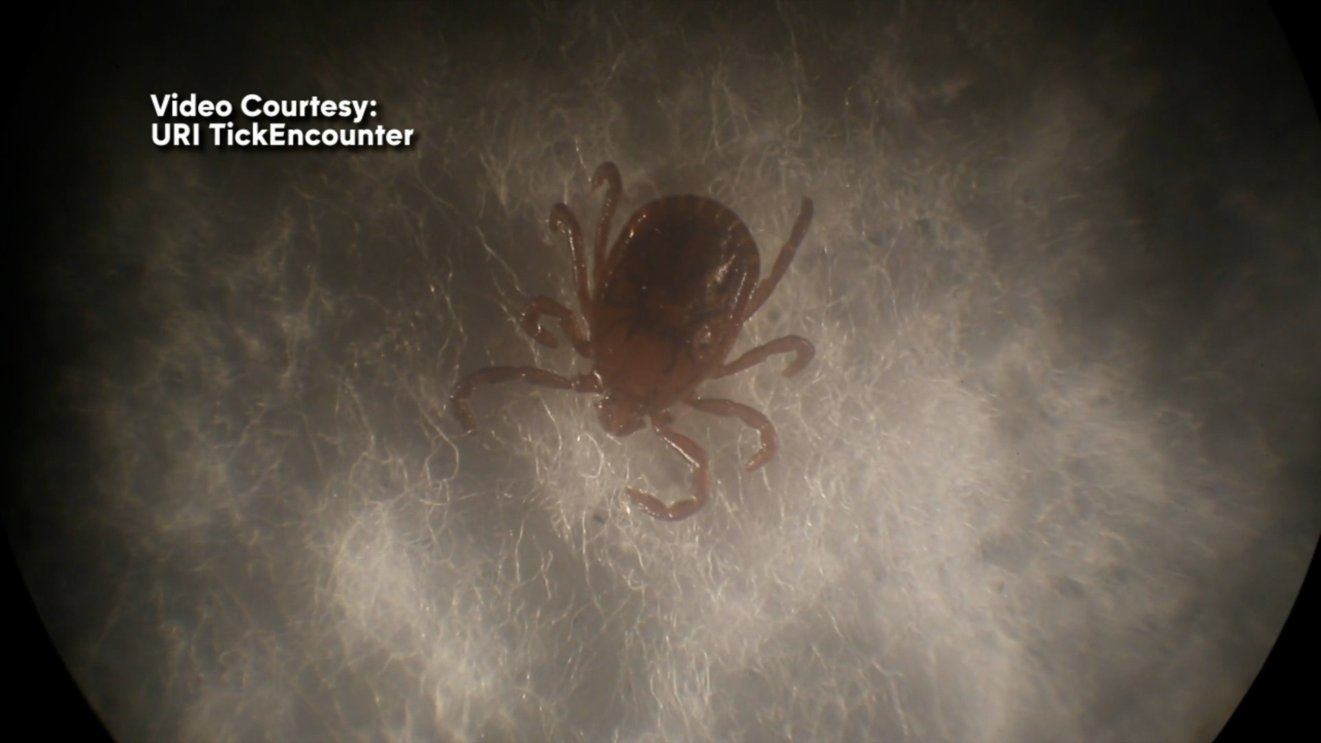 New tick just found in Rhode Island multiplying fast | ABC6