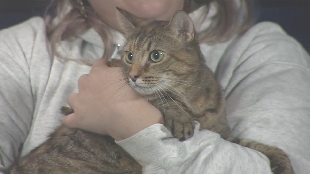 Pick of the Litter: Meet Nala | ABC6