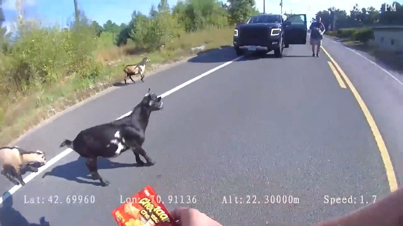 Police wrangle goats with French fries in Massachusetts | ABC6