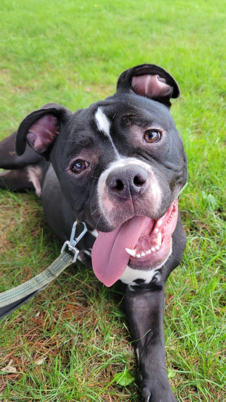 Pick of the Litter: Meet Iggy! | ABC6