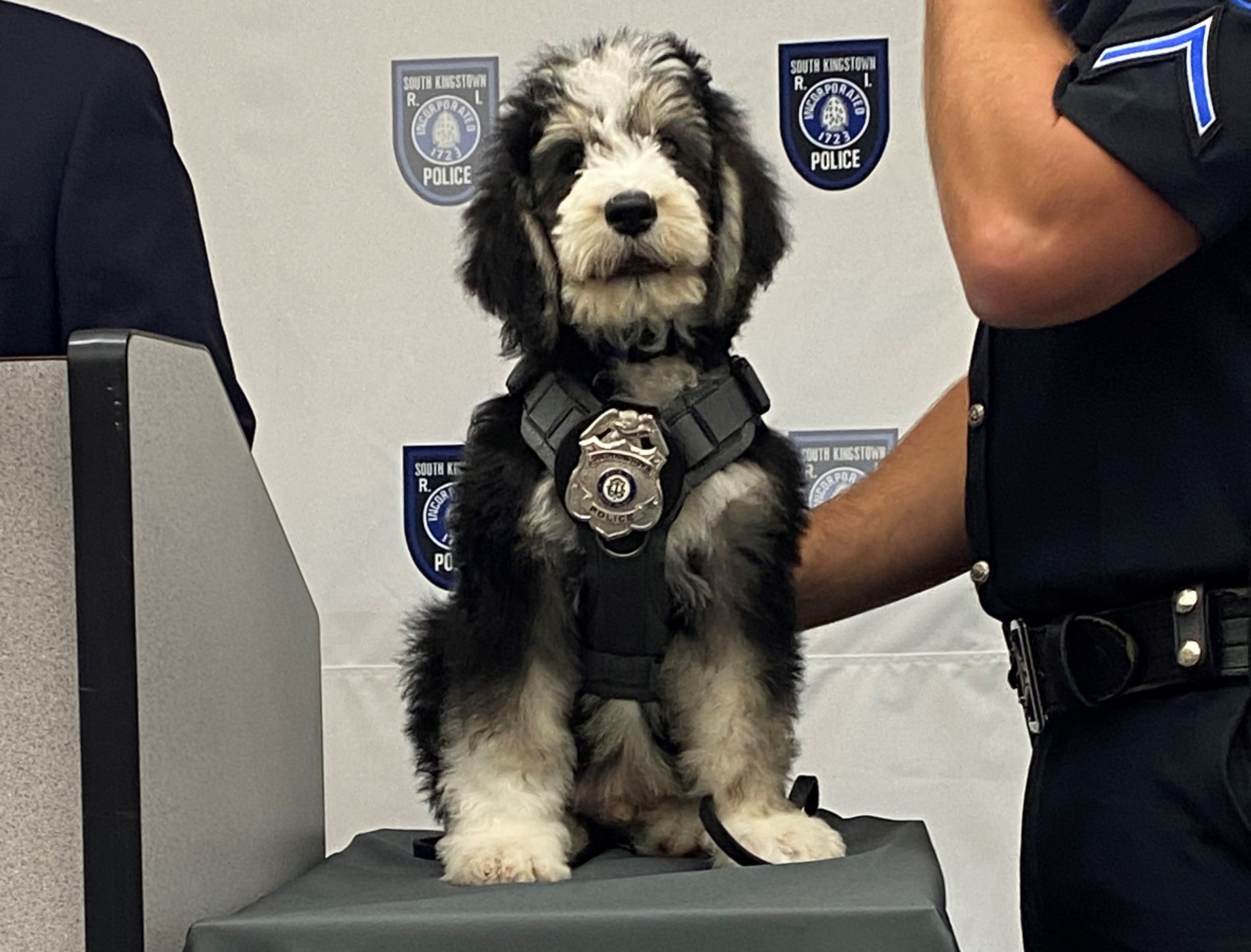 Leo, the compassion puppy for the South Kingston Police Department | ABC6