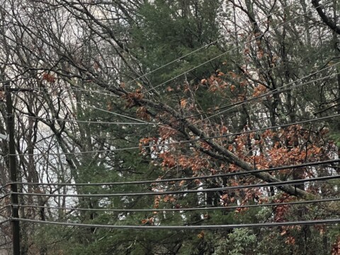 Down tree in Cranston causes neighborhood power outage | ABC6