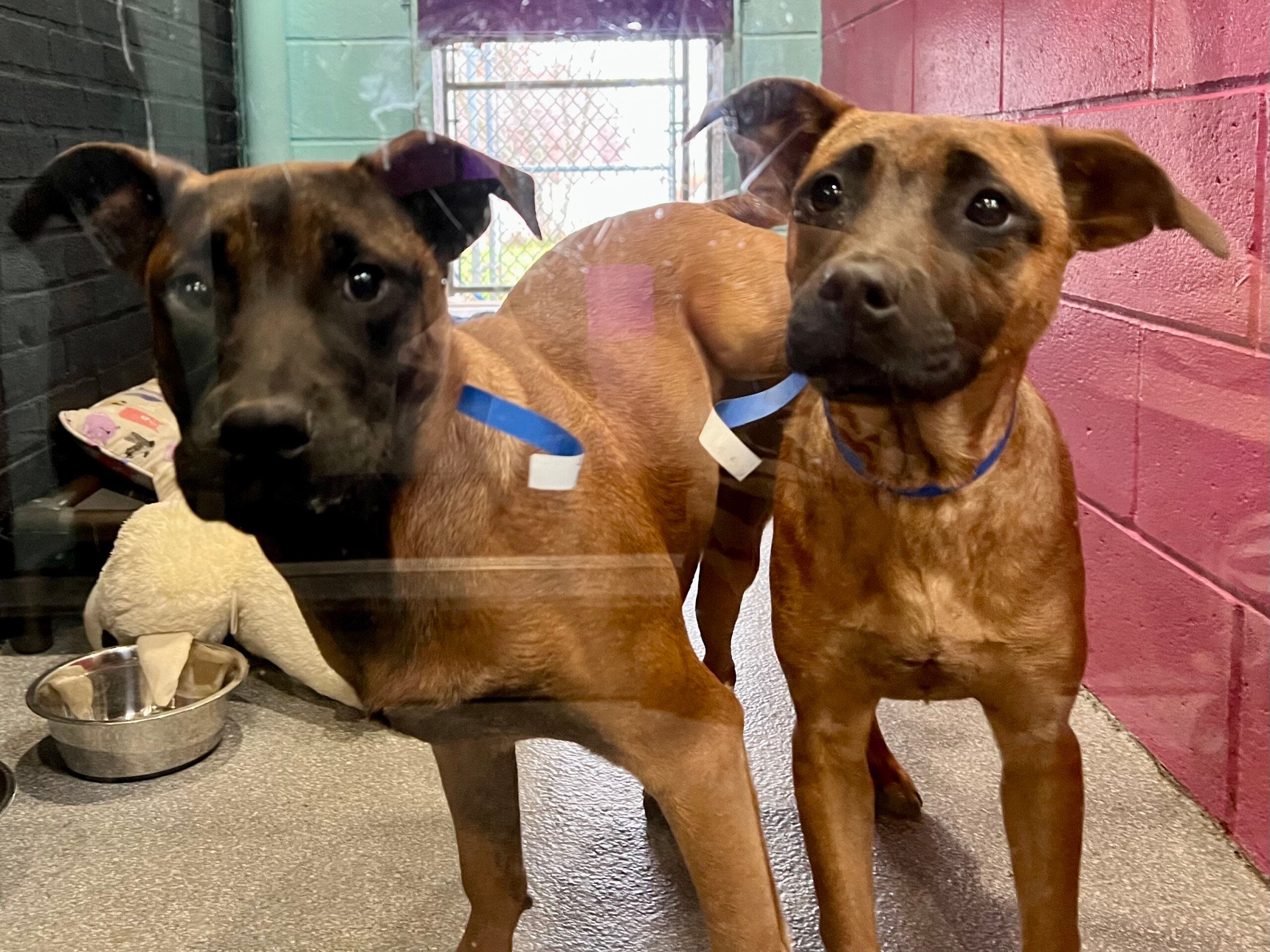 Dear Santa Paws: Foster a dog for the weekend of Christmas | ABC6