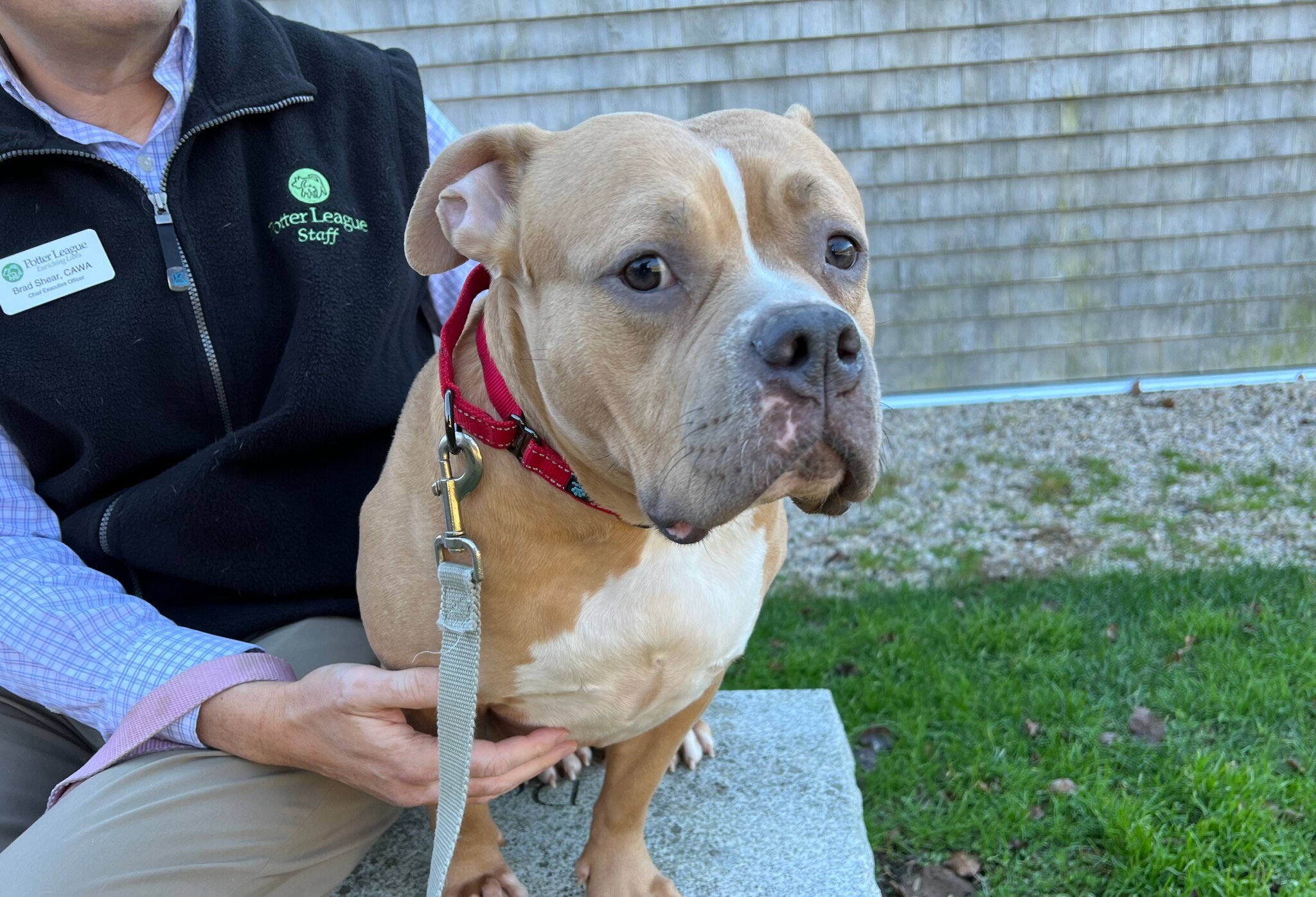 Big-headed bullies looking for forever homes | ABC6