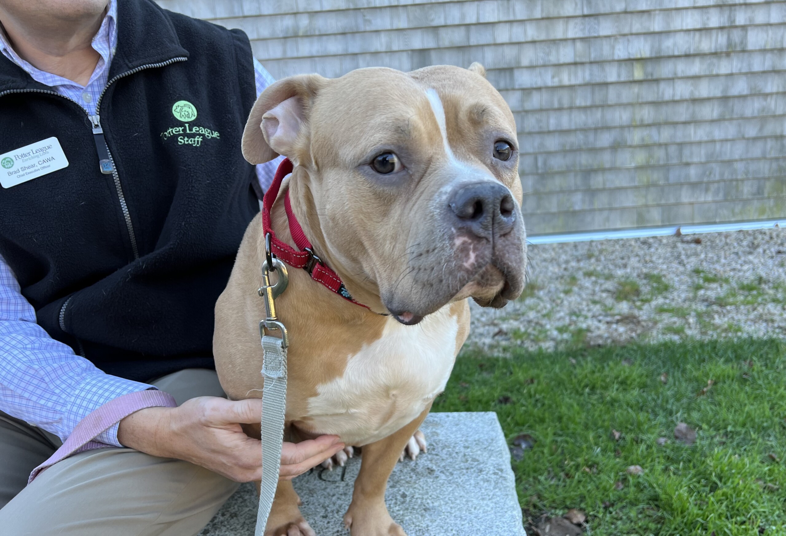 Big-headed bullies looking for forever homes | ABC6