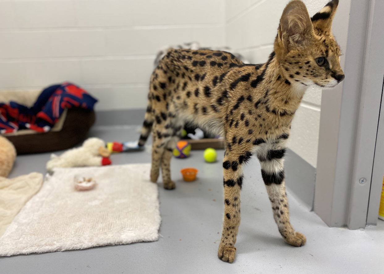 MSPCA and NEAS highlight its top rescues in 2022 | ABC6