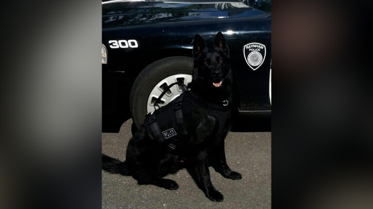 Raynham Police Department mourns death of beloved K-9 | ABC6
