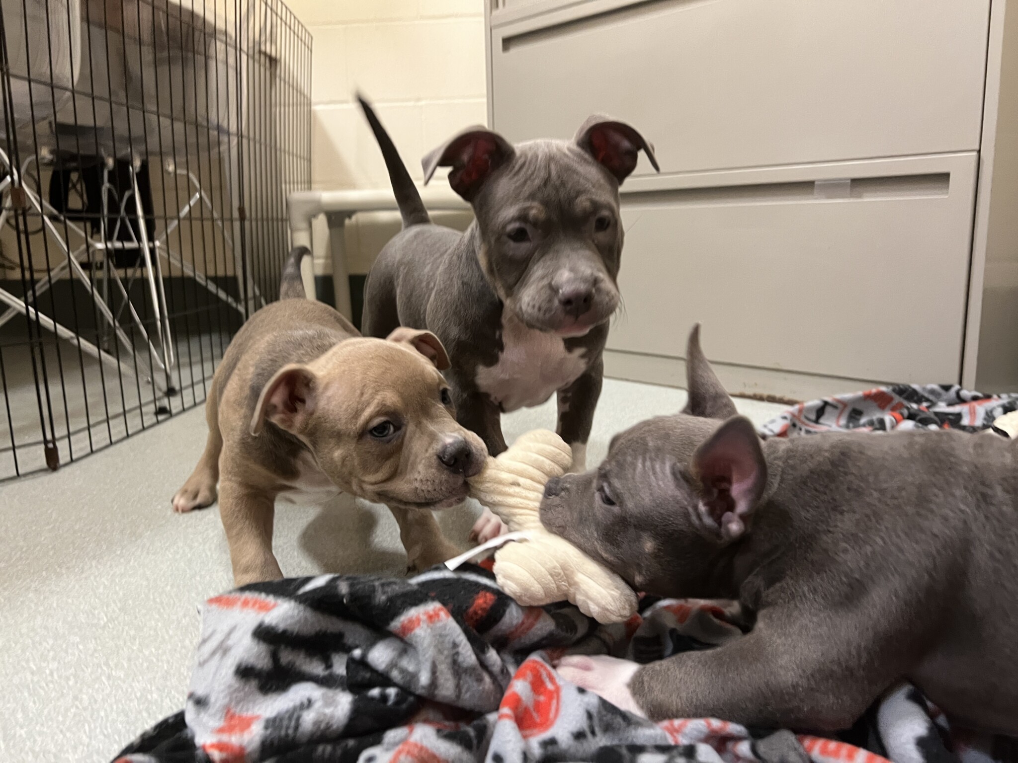 MSPCA, NEAS, to launch dog adoption campaign following Fitchburg ...