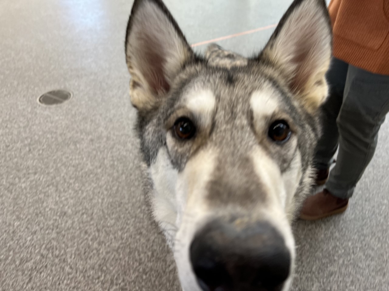 Meet Zeus: The dog who may be part wolf | ABC6