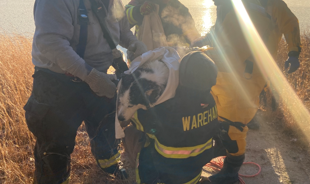 Wareham fire crews rescue dog from pond in sub-zero temperatures | ABC6