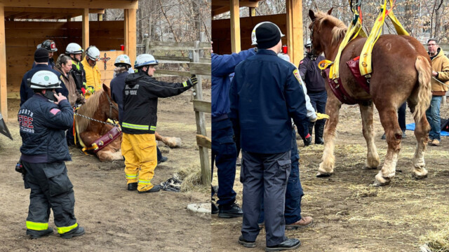 Raynham Fire Department helps rescue horse after legs fell asleep | ABC6