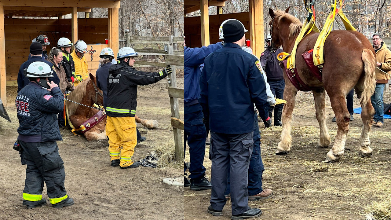 Raynham Fire Department helps rescue horse after legs fell asleep | ABC6