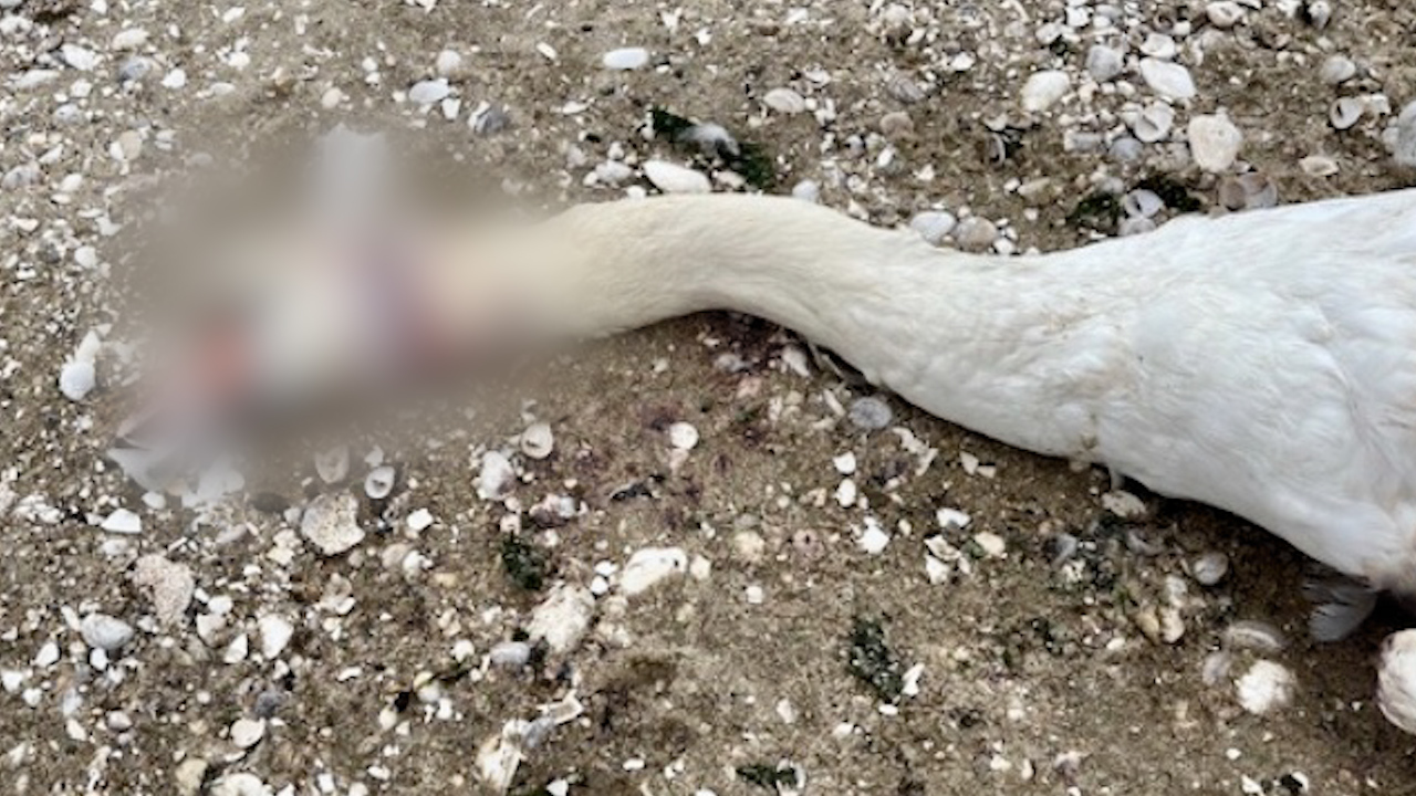 Swan found shot in face, body in Warwick | ABC6
