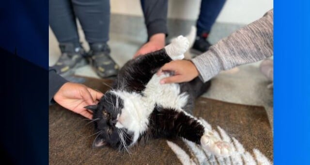 13-year-old cat Zoe searching for her forever home | ABC6