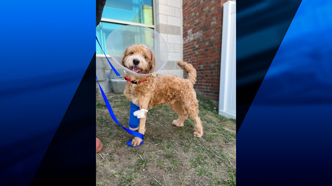 Goldendoodle hit by car is ready to start looking for his forever home | ABC6