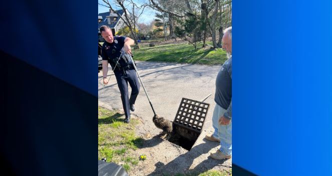 Jamestown police rescue trapped raccoon inside storm drain | ABC6