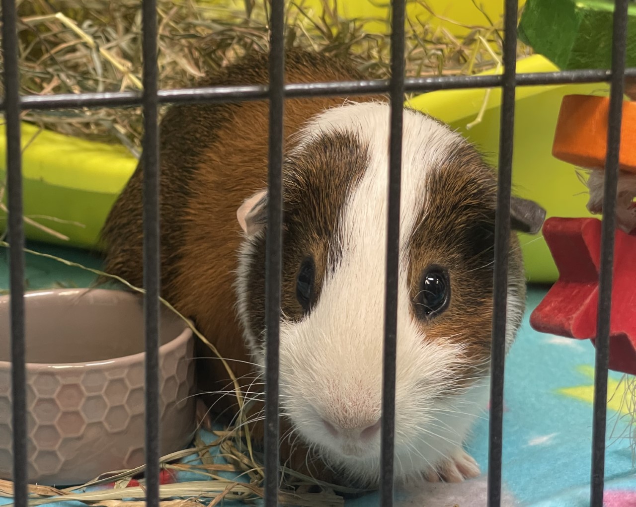 Pick of the Litter: Meet Pulaski! | ABC6